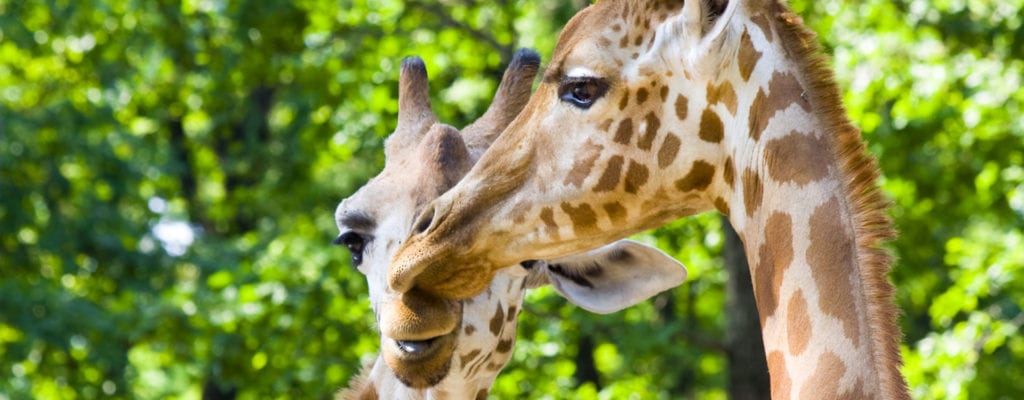 What You Can Do - What You Can Do | Save Giraffes Now