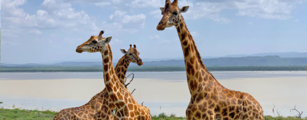 Home | Save Giraffes Now | Nonprofit Organization