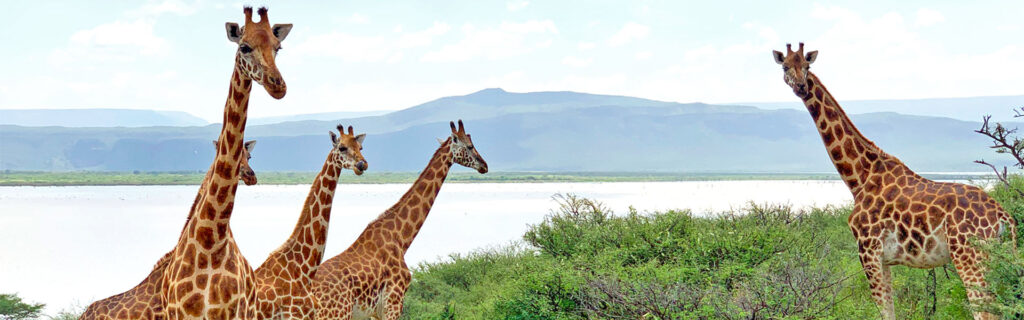 Home | Save Giraffes Now | Nonprofit Organization